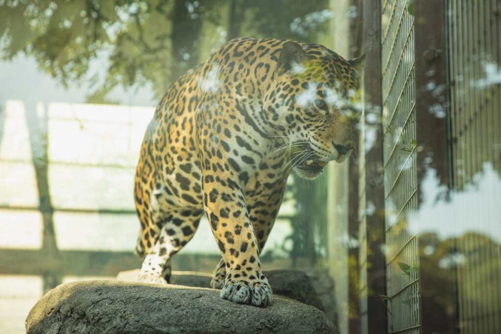 Nehru Zoological Park Hyderabad Tickets, Photos, Timings